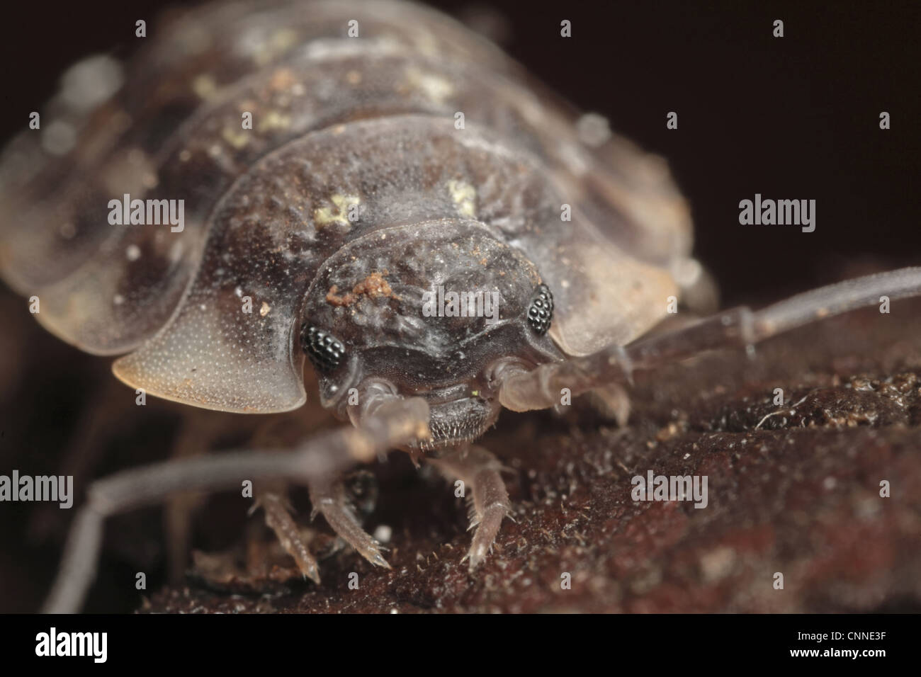 Common Rough Woodlouse (Porcellio scaber) adult, close-up of head ...