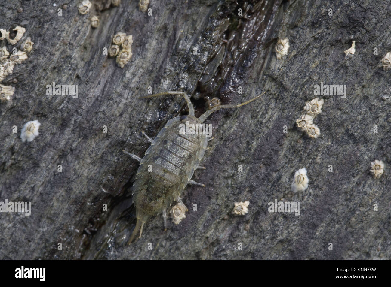 Sea Slater (Ligia oceanica) adult, on shore rock covered with barnacles ...