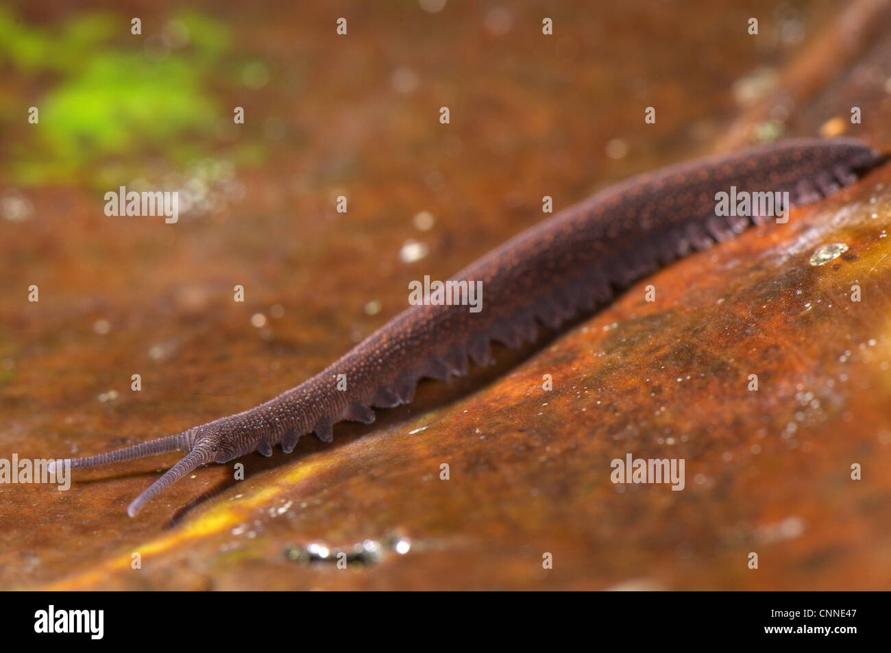 Andean Velvet-worm (Peripatus sp.) adult, foraging on leaf litter, from ...