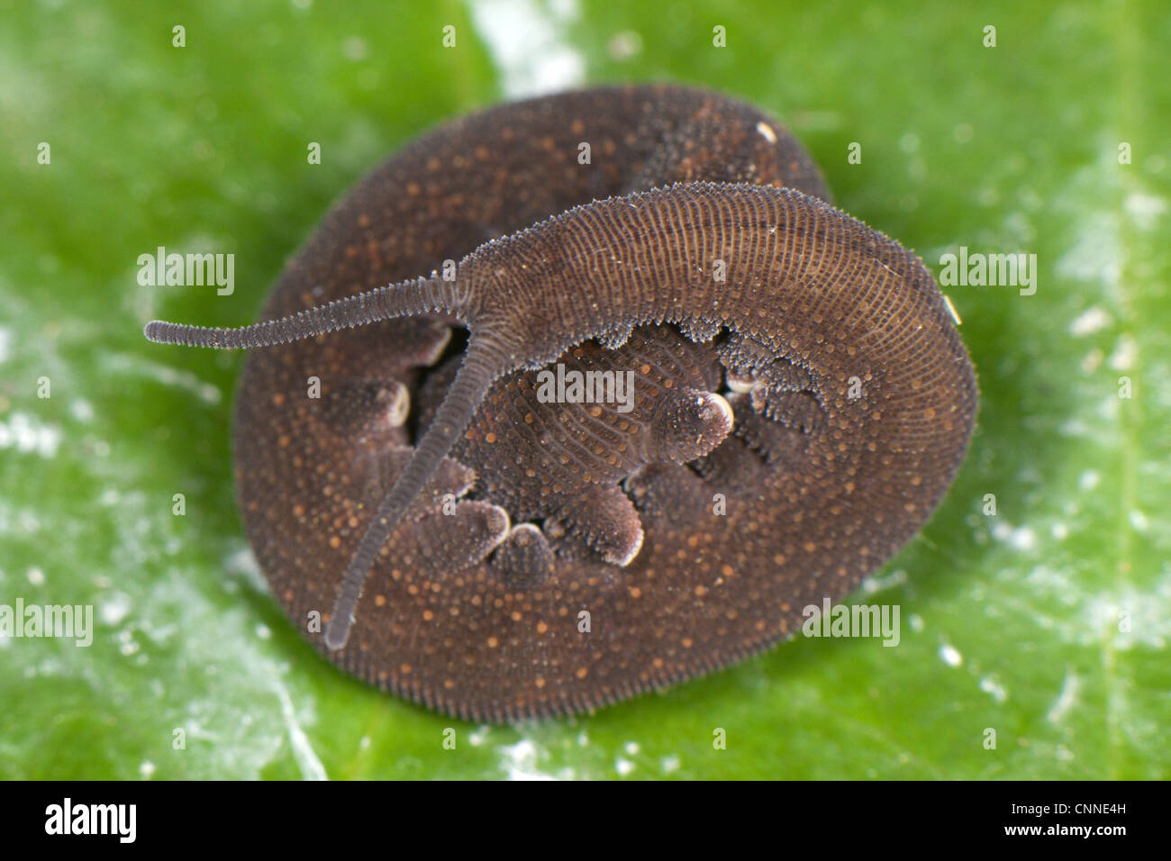 Peripatus hi-res stock photography and images - Alamy