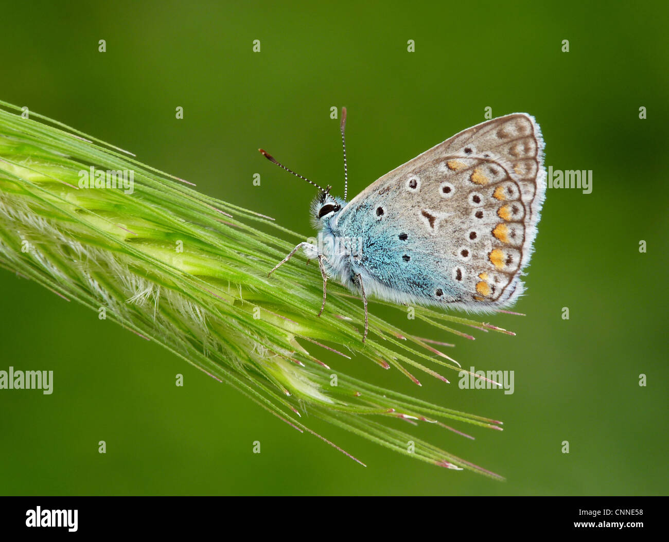 Green-underside Blue (Glaucopsyche alexis) adult, underside, resting on ...