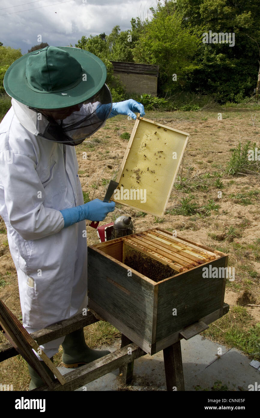 New bee hive brood box hi-res stock photography and images - Alamy