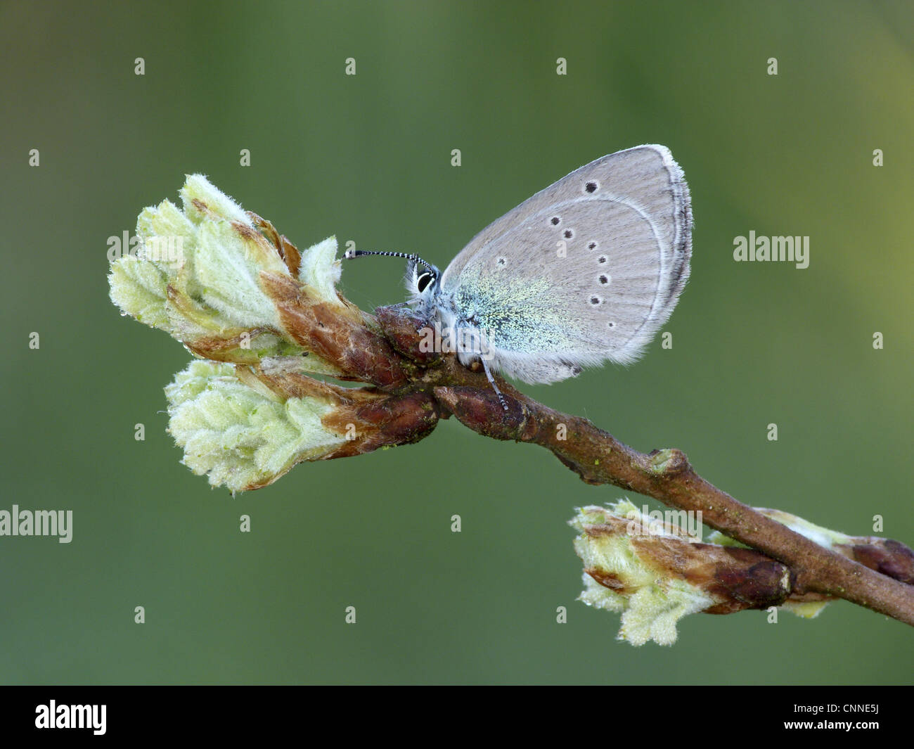 Green-underside Blue (Glaucopsyche alexis) adult, resting on oak leaf ...