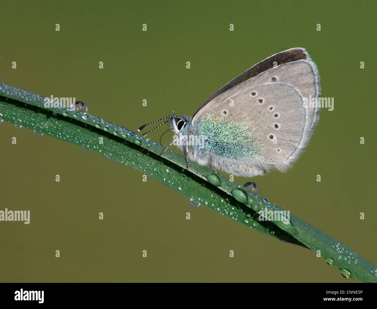 Green-underside Blue Glaucopsyche alexis adult female resting on grass ...