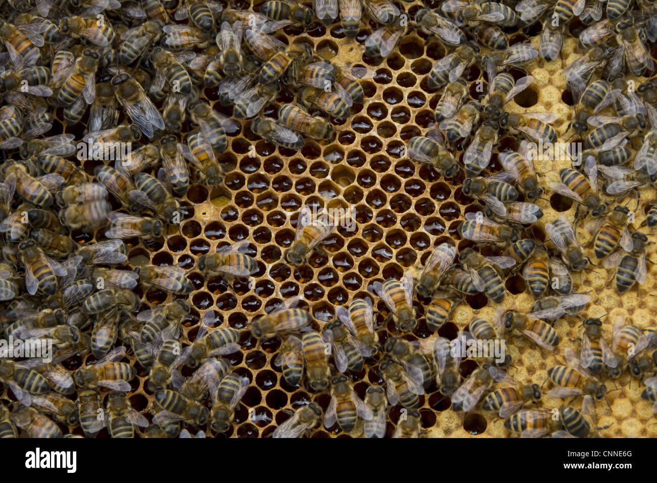 Drone cells worker cells hi-res stock photography and images - Alamy