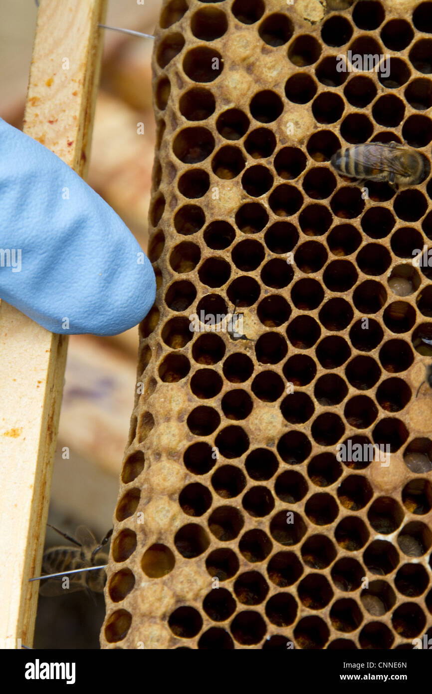 Pointing out a newly emerging worker honey bee on the brood frame Stock ...