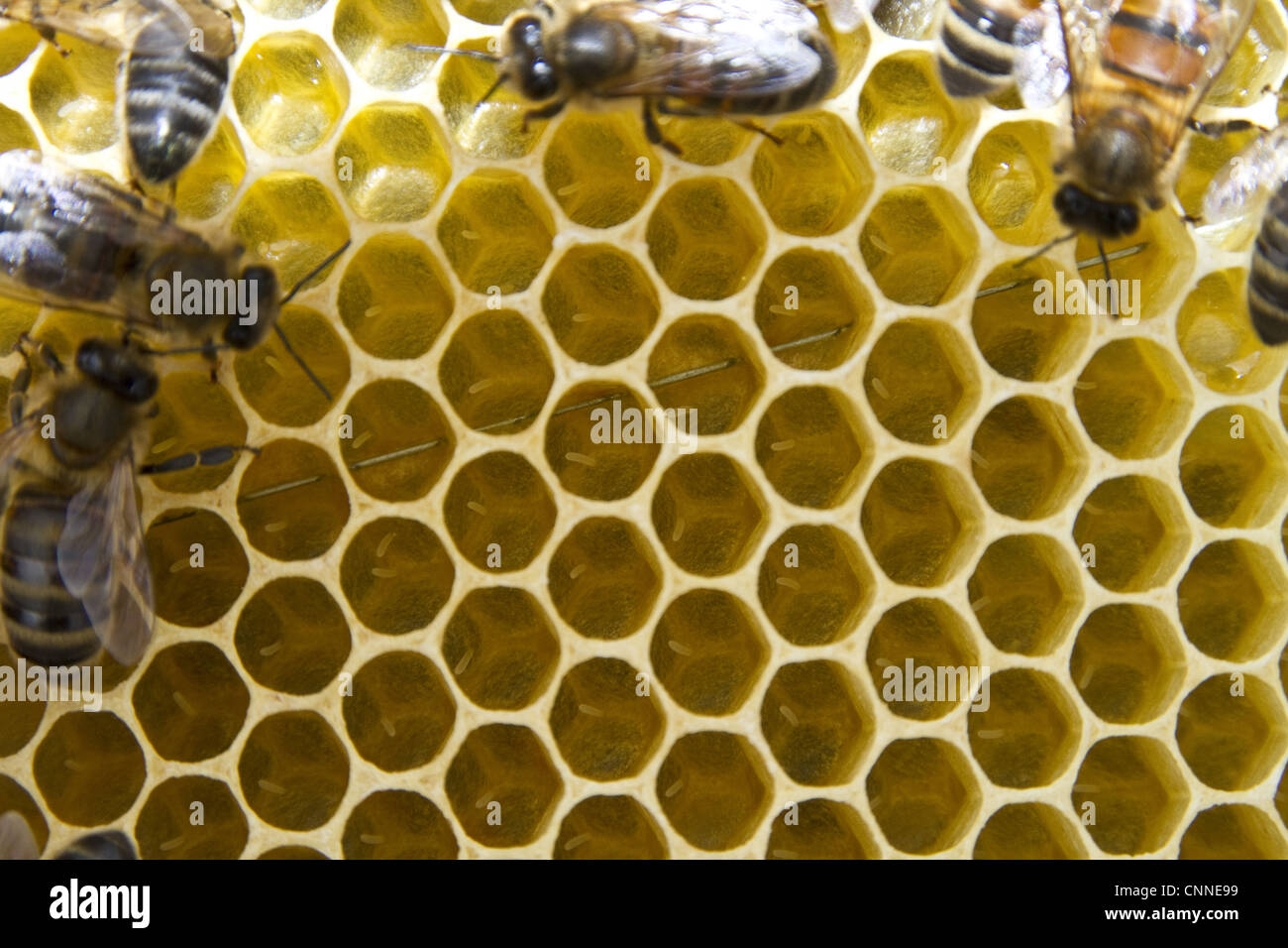 Newly layed eggs queen cups virgin queen will develop fertilized egg ...