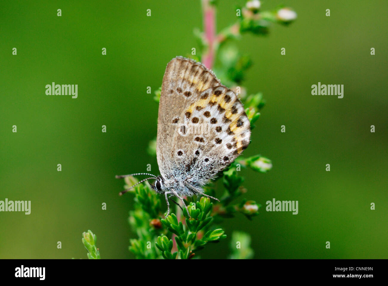 Idas Blue (Plebejus idas) adult male, underside, Malingsbo-Kloten ...