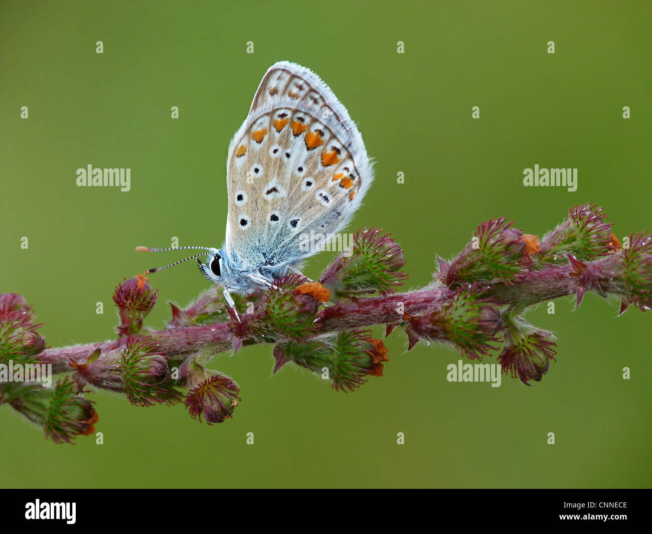Common Blue (Polyommatus icarus) adult male, roosting on Agrimony ...