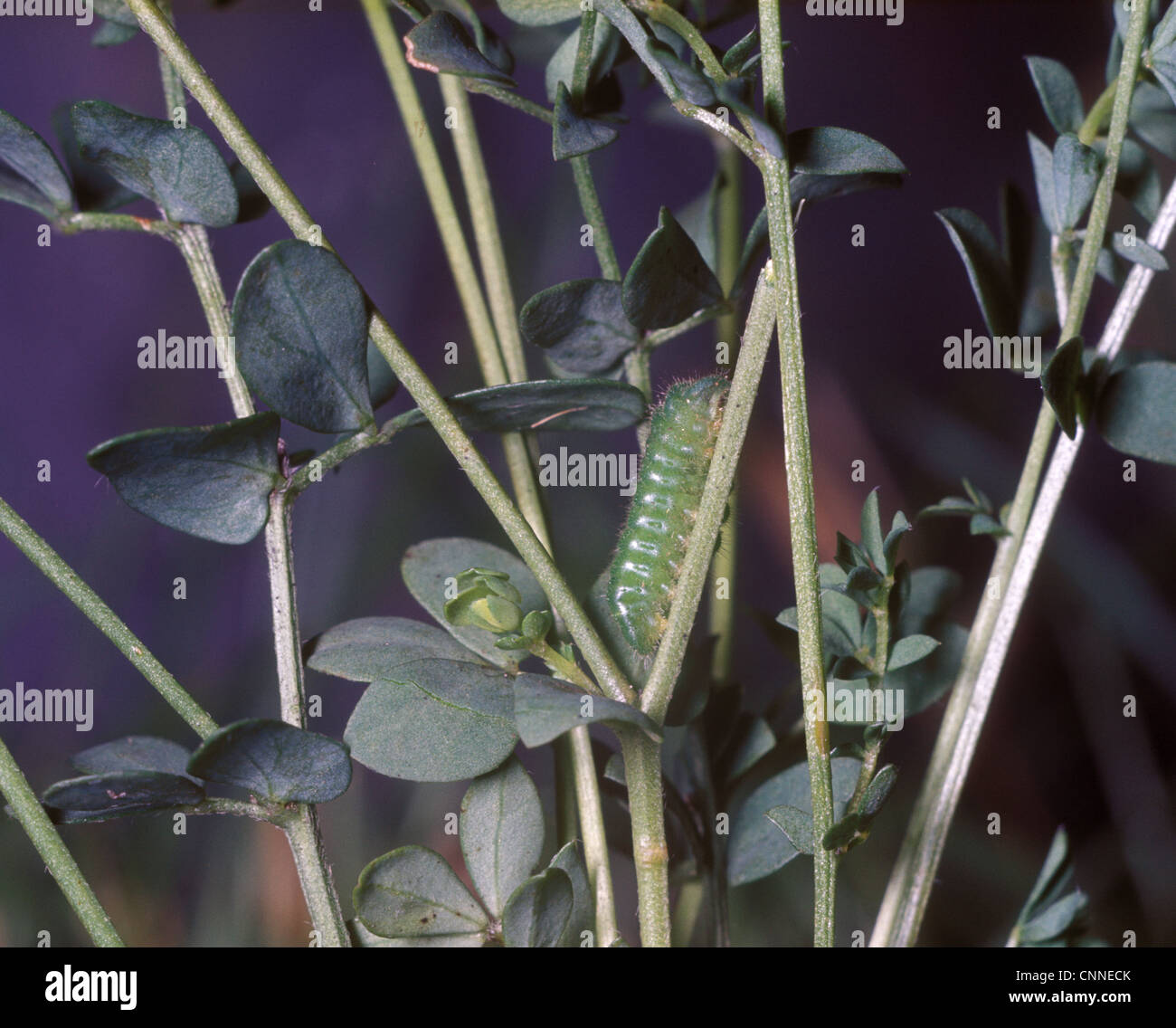 Common blue butterfly larva hi-res stock photography and images - Alamy