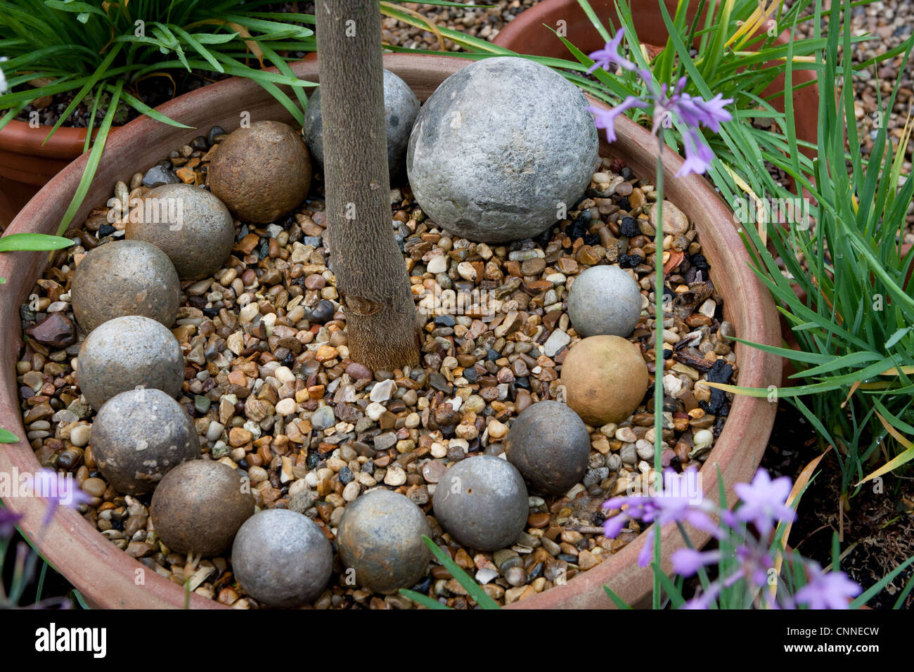 Stone patterns around a Bay tree trunk Stock Photo - Alamy