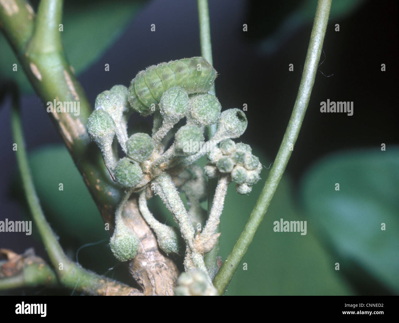 Holly Blue (Celastrina argiolus) larva Stock Photo - Alamy