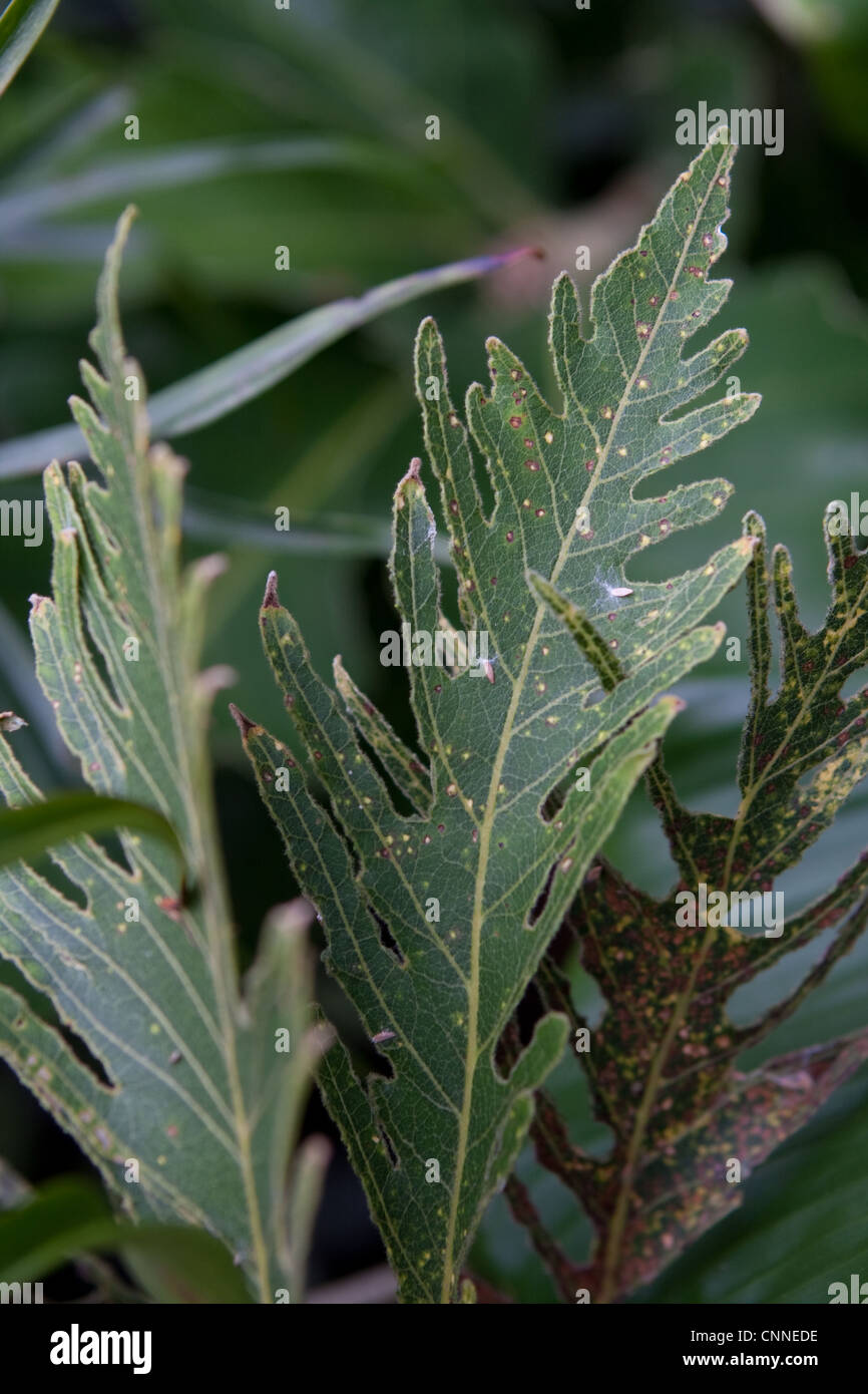 Oak Species - Fine leaved and rare Stock Photo - Alamy
