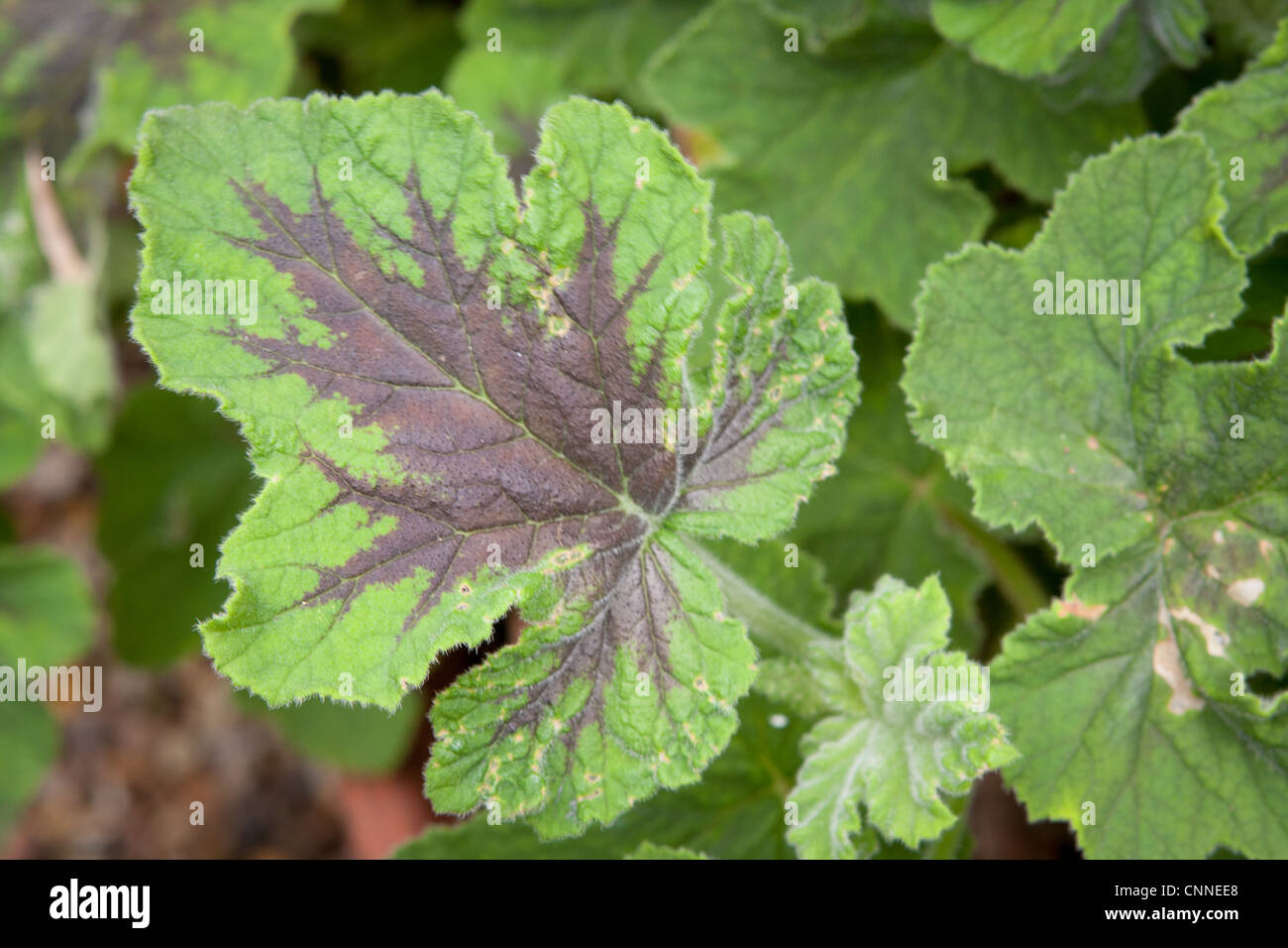 Pelargonium tomentosum hi-res stock photography and images - Alamy
