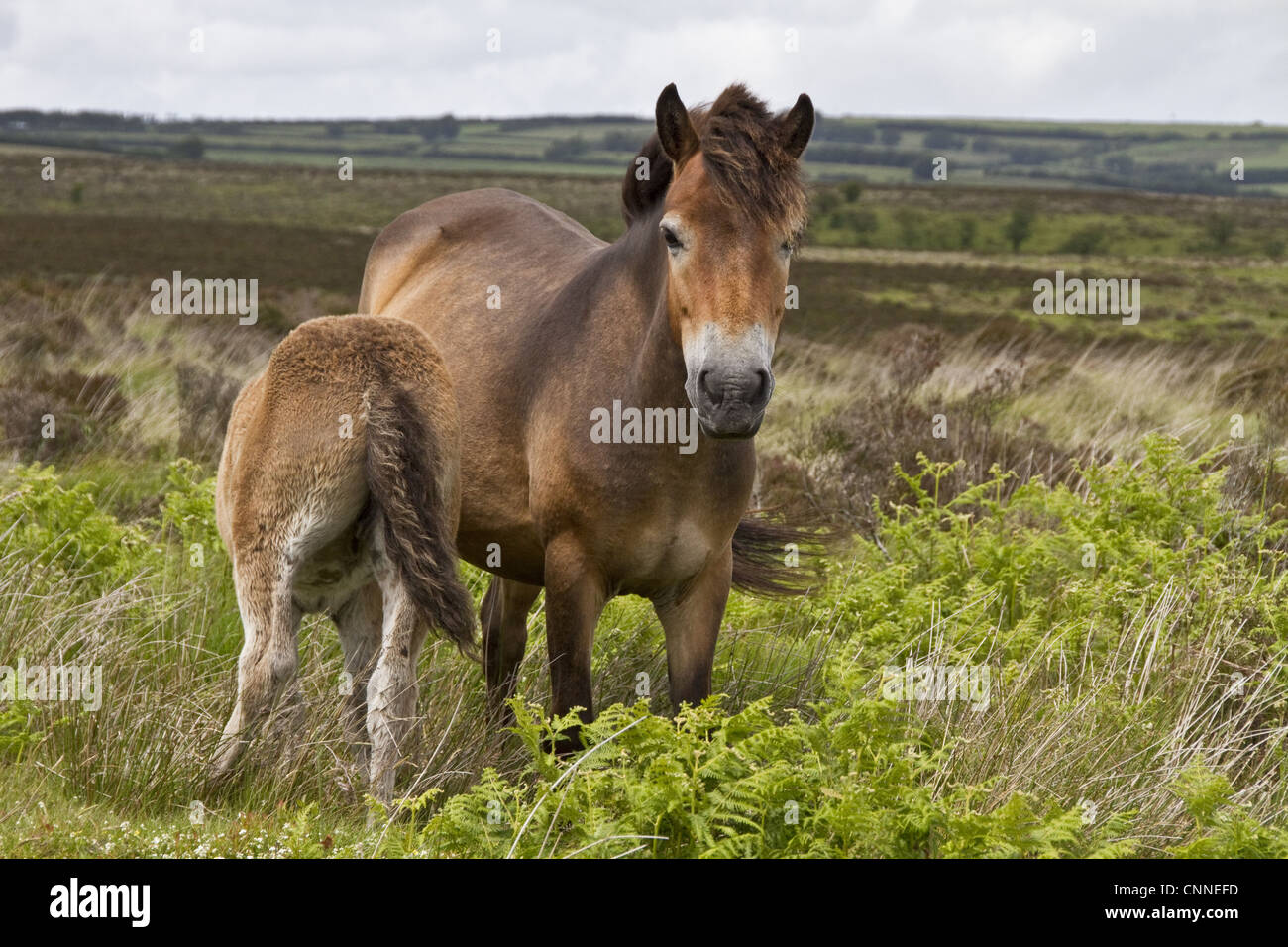 The Exmoor pony horse breed native British Isles where some still roam ...