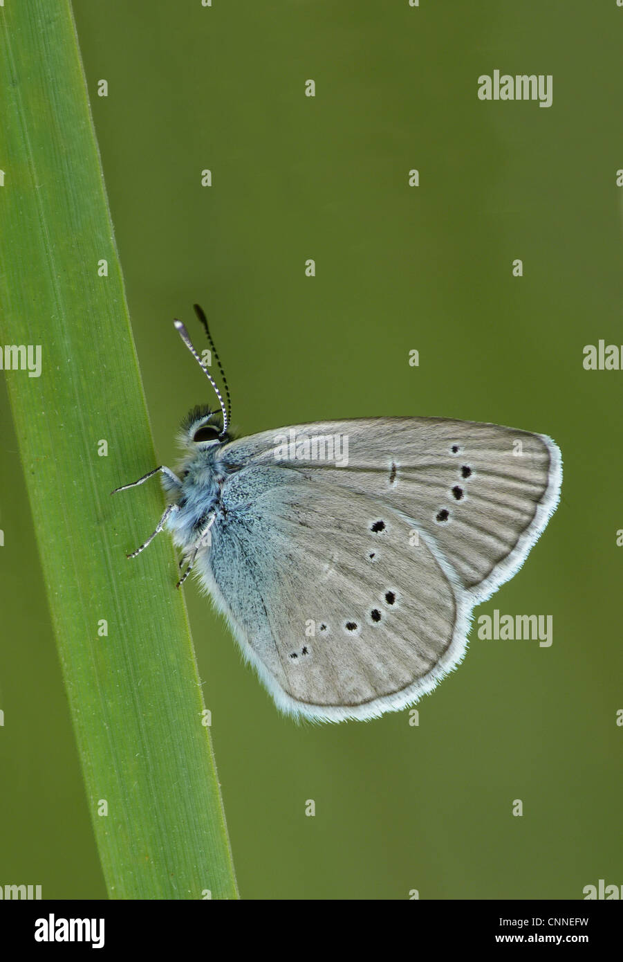 Mazarine Blue (Cyaniris semiargus) adult male, resting on grass ...