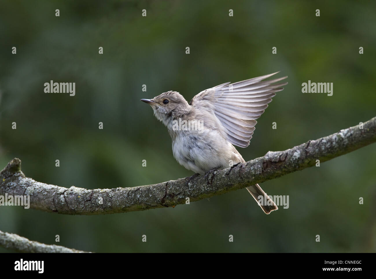 Spotted flycatcher wing spread Stock Photo - Alamy