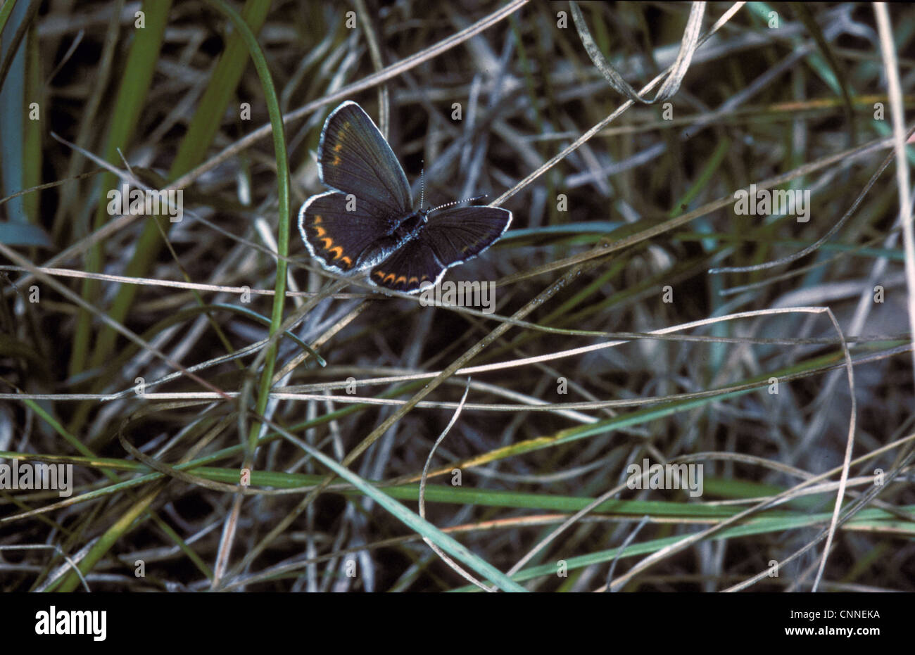 Reverdin's Blue (Lycaeides argyrognomon) Female / upper wing Stock ...