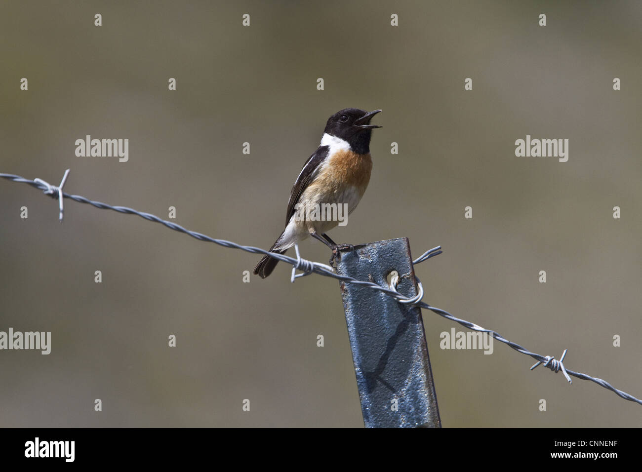 Singing Male Stonechat Stock Photo - Alamy