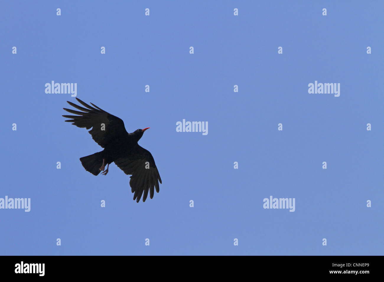 Red billed Chough in flight Stock Photo - Alamy