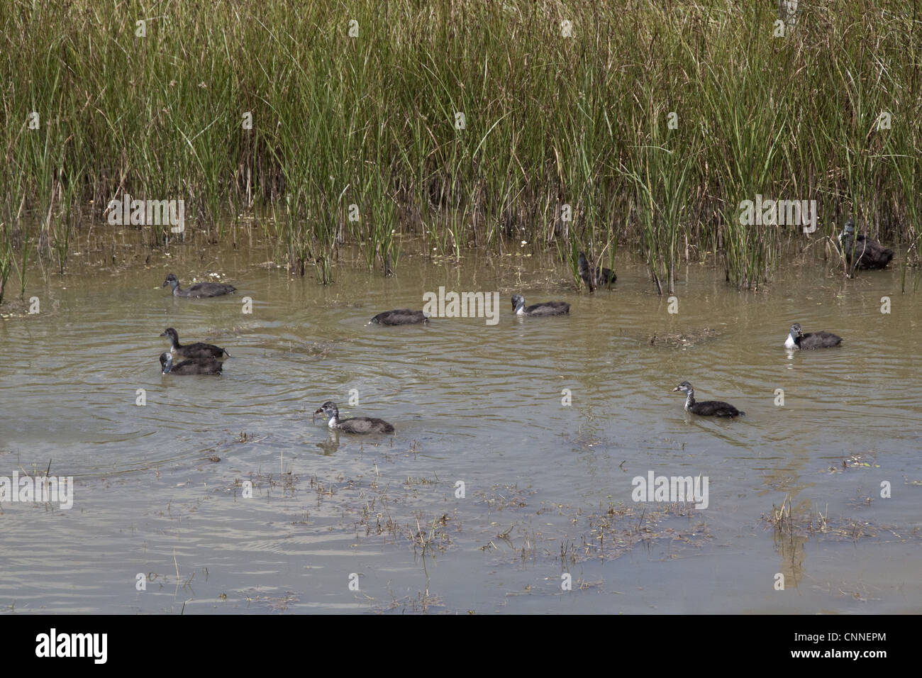 group of juvenile coots Stock Photo - Alamy