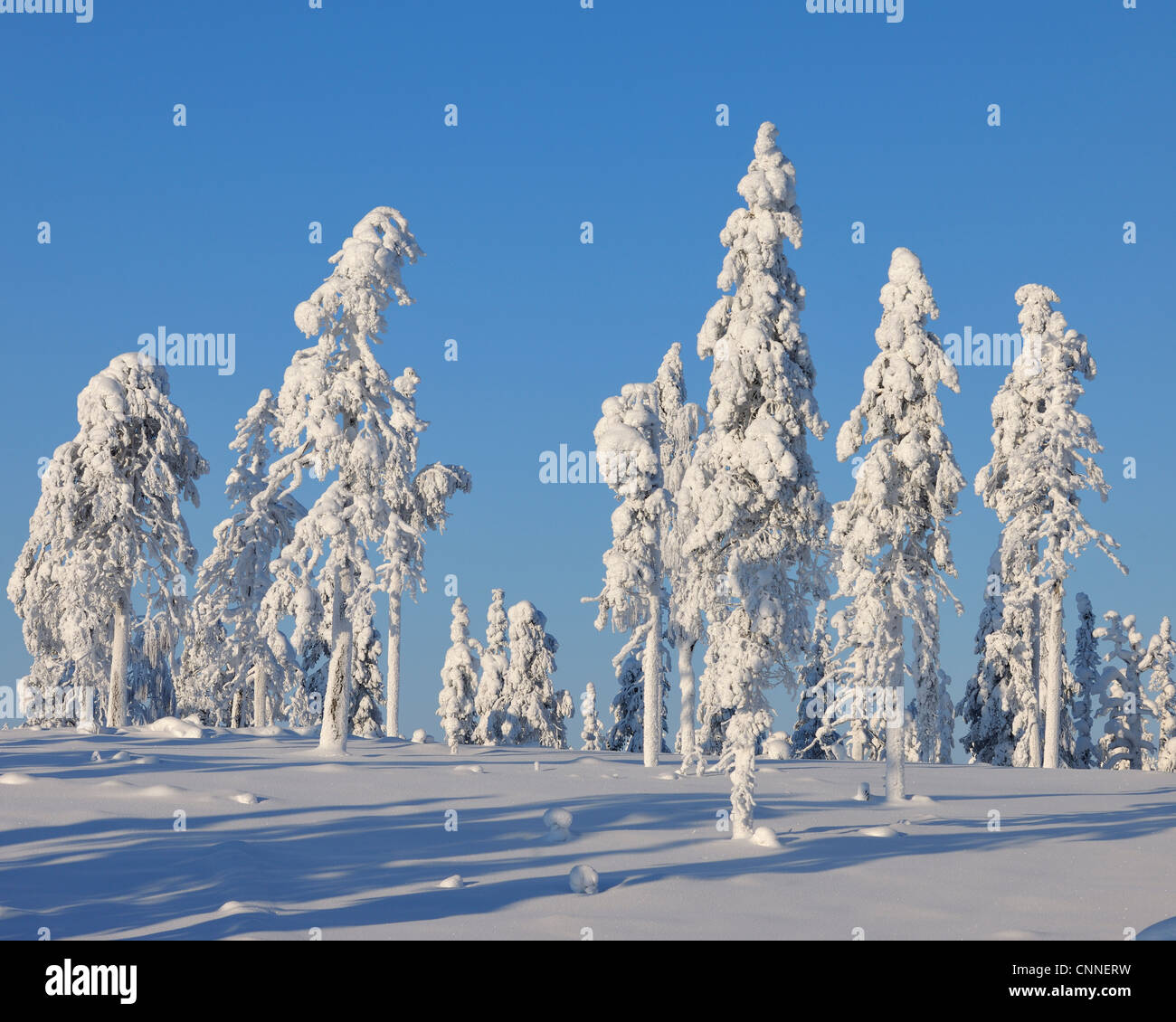Woods oulu finland hi-res stock photography and images - Alamy