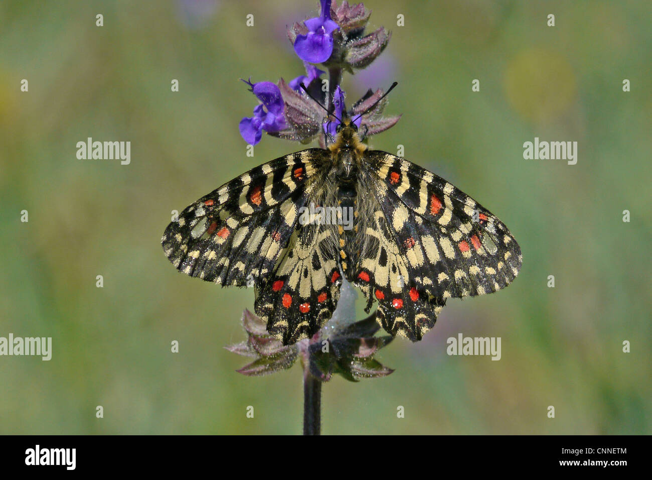 Spanish Festoon (Zerynthia rumina) adult, feeding on flower, Baracina ...