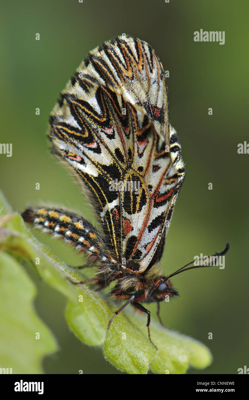 Butterflies of southern italy hi-res stock photography and images - Alamy