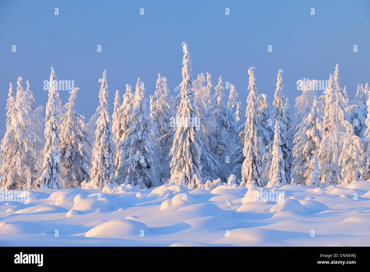 Spruce_trees hi-res stock photography and images - Alamy