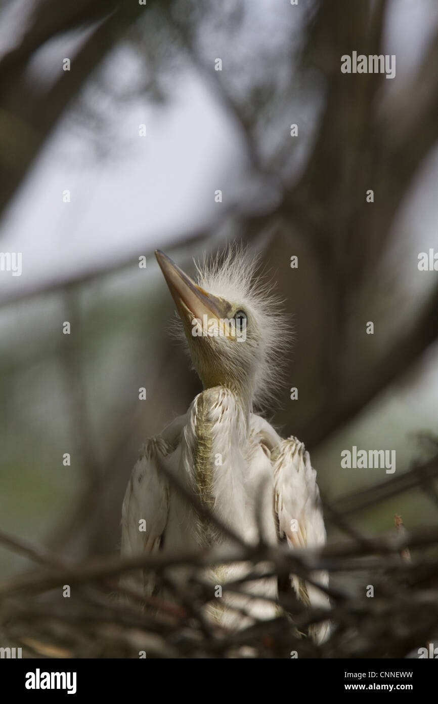 Young Cattle Egret on nest Stock Photo - Alamy