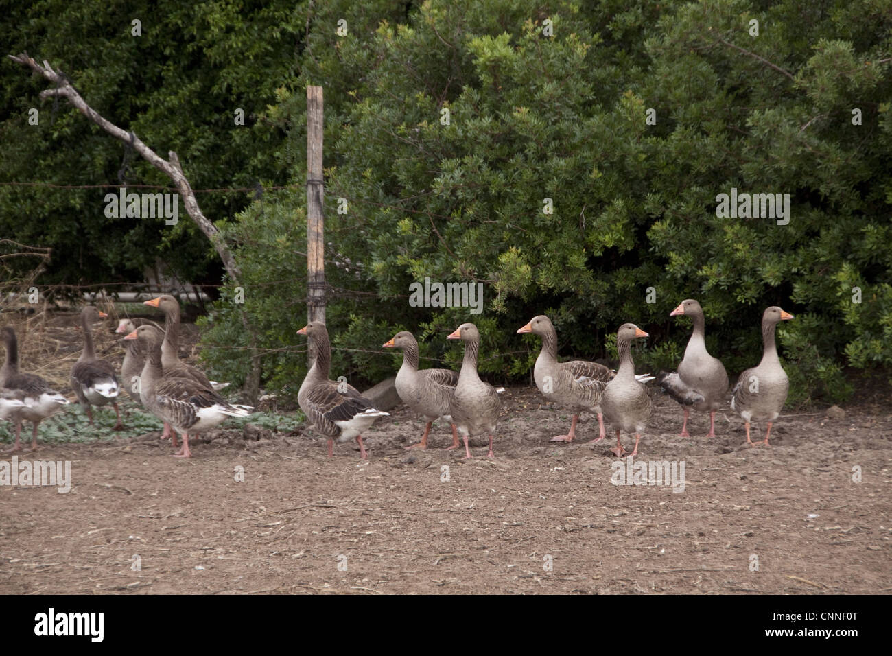 Farmyard geese hi-res stock photography and images - Alamy
