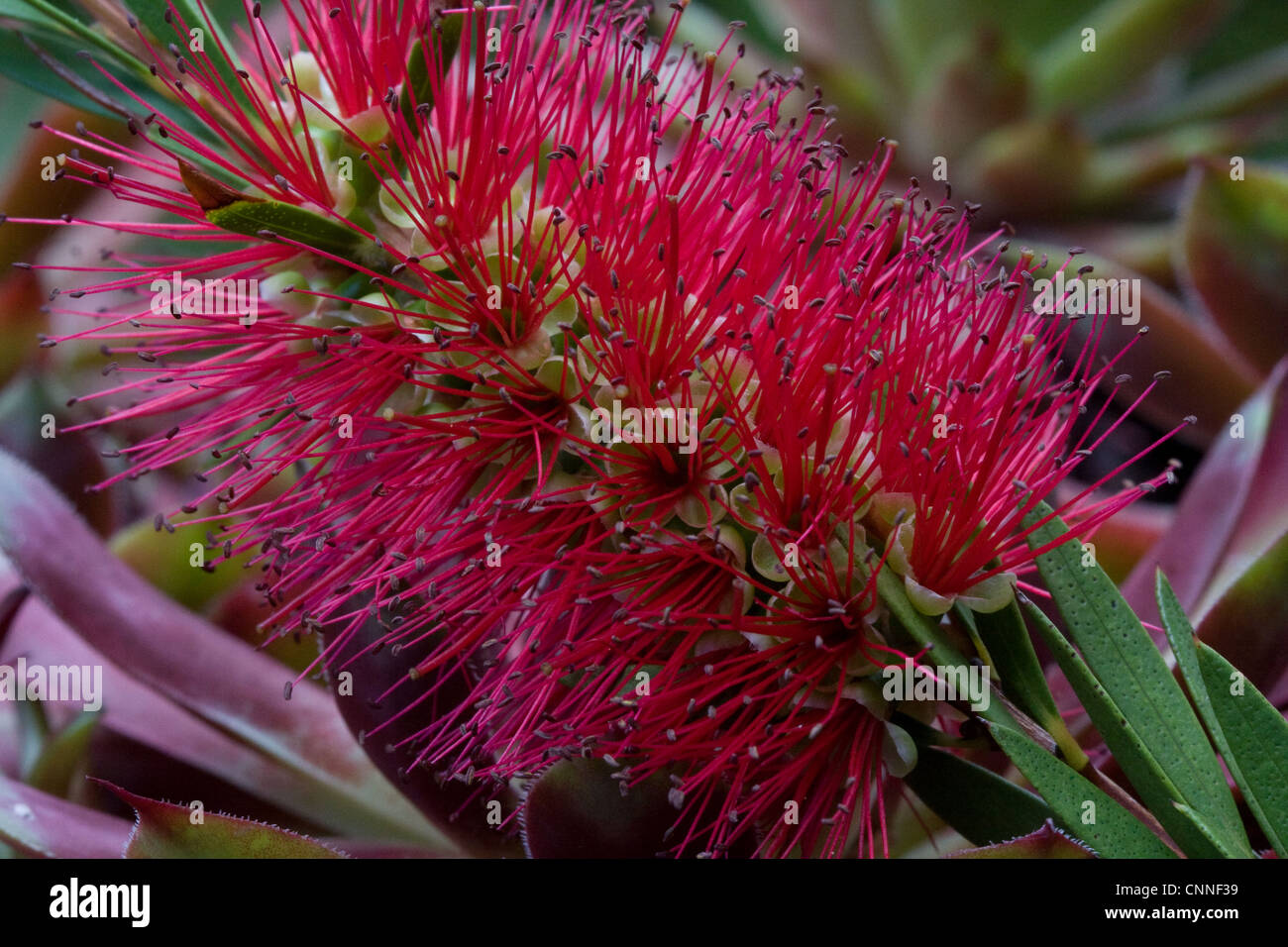 Callistemon pink hi-res stock photography and images - Alamy