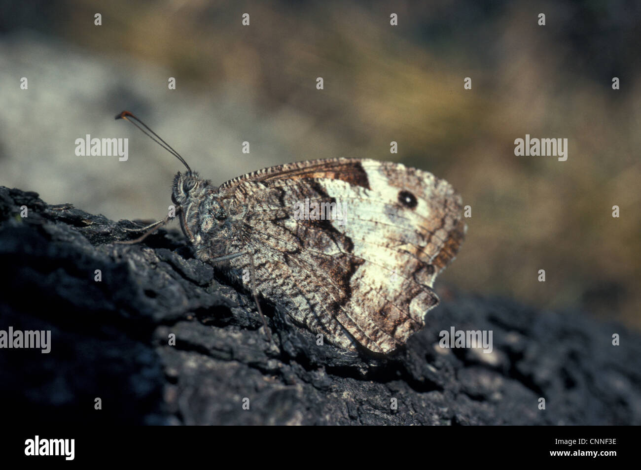 Butterfly - Rock Grayling (Hipparchia alcyone) Settled on tree / wings ...