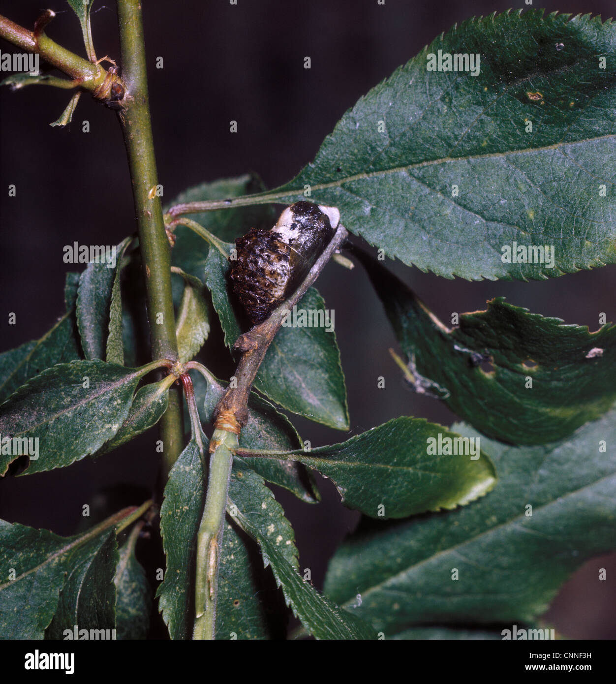 Butterfly - Hairstreak Black (Strymonidia pruni) Pupa on branch among ...