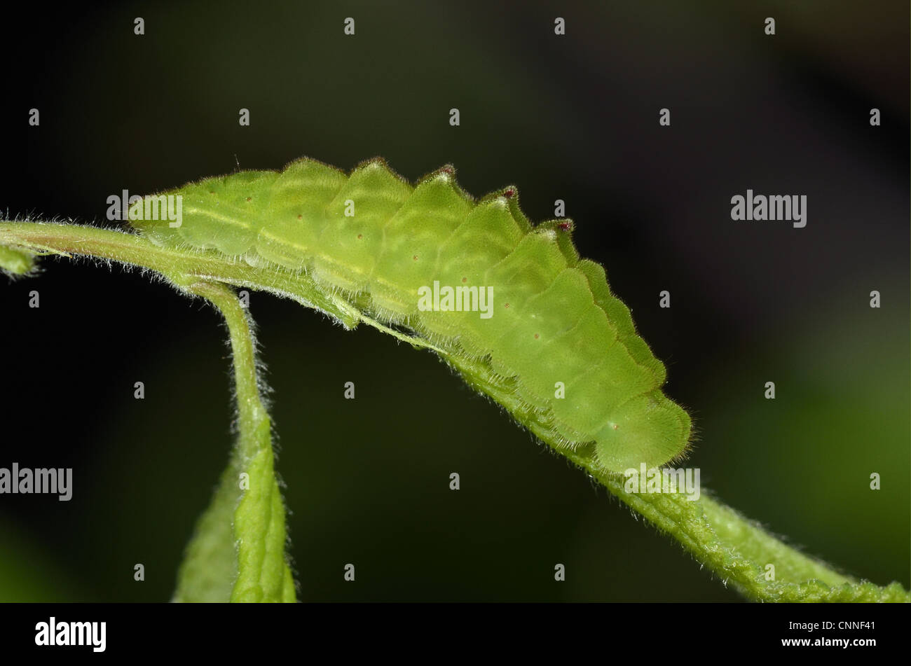 Black Hairstreak (Satyrium pruni) fully grown larva, feeding on ...