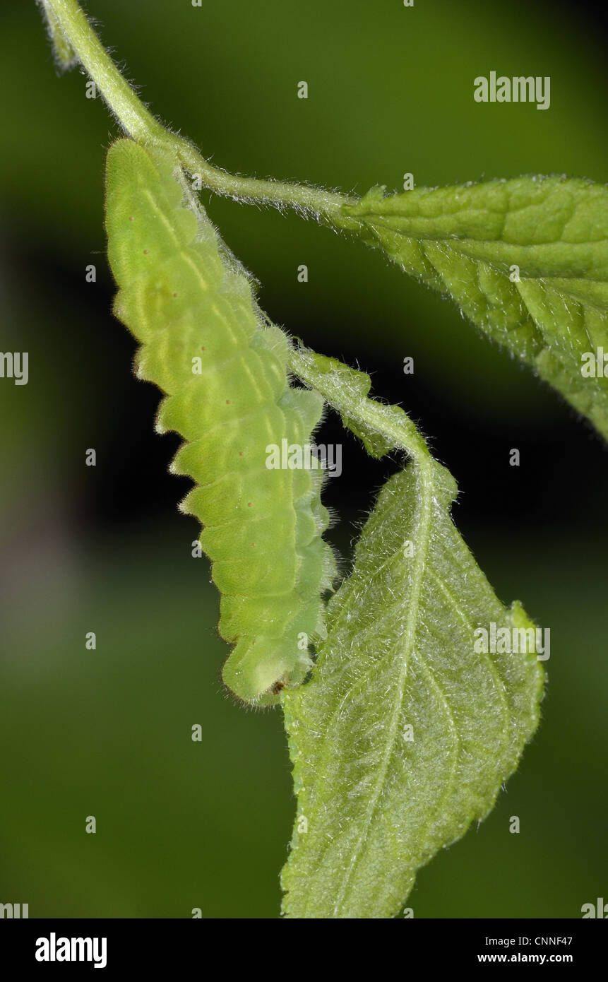 Black Hairstreak (Satyrium pruni) fully grown larva, feeding on ...