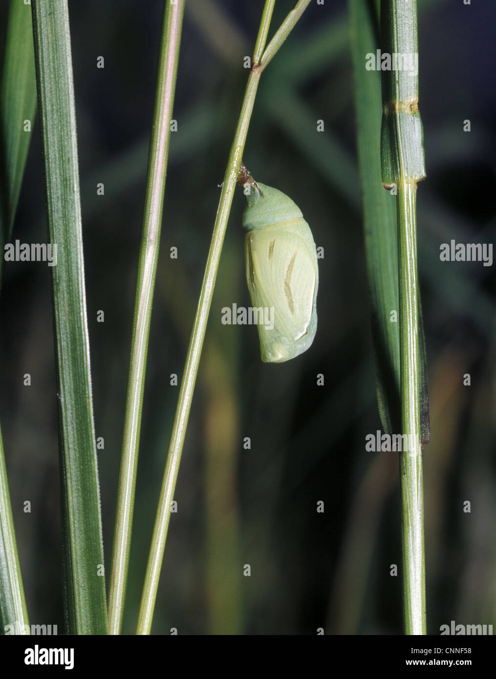 Small Heath (Coenonympha pamphilus) pupa Stock Photo - Alamy