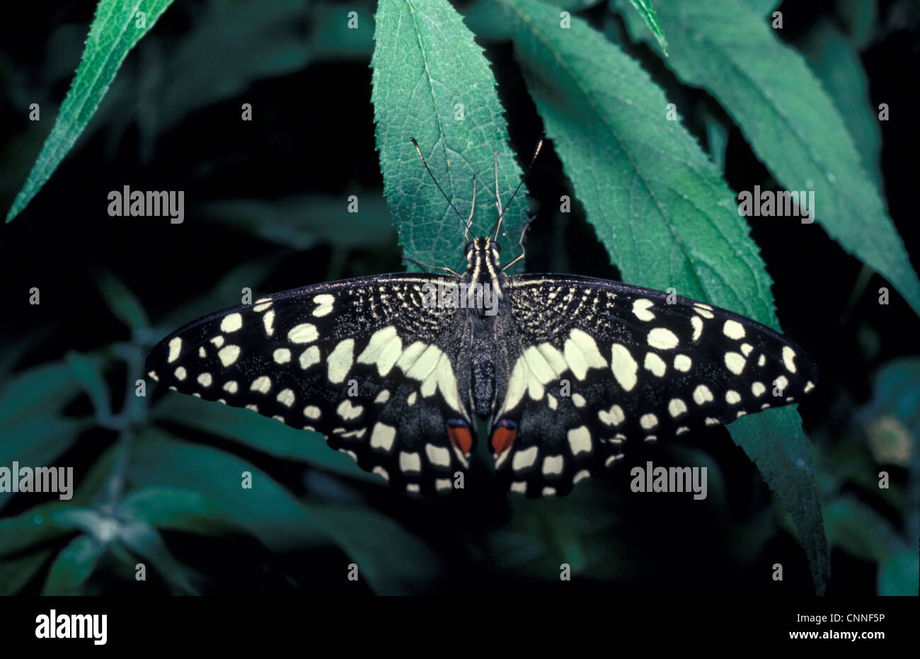 Butterfly Lime Swallowtail (Papilio demoleus) - Asia Stock Photo - Alamy