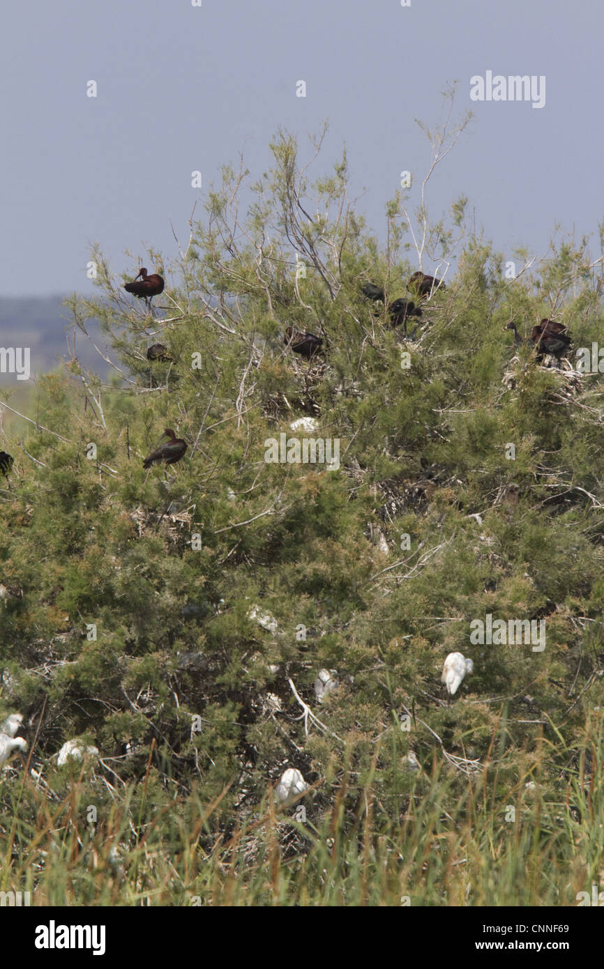 Nesting colony of Glossy Ibis in the Coto Donana, Spain. Numbers of ...