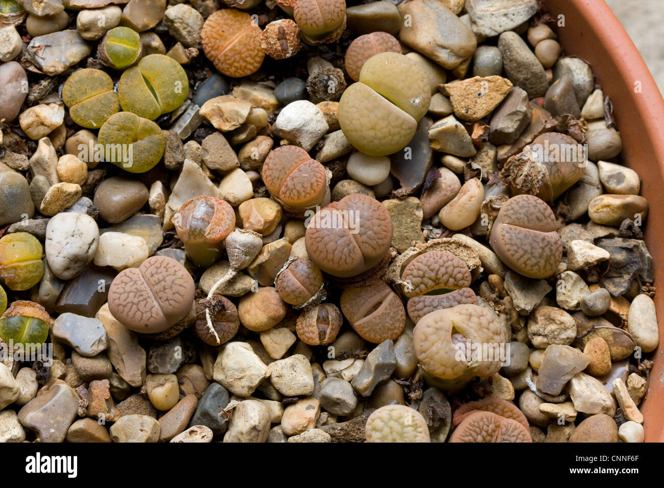 Lithops plants hi-res stock photography and images - Alamy