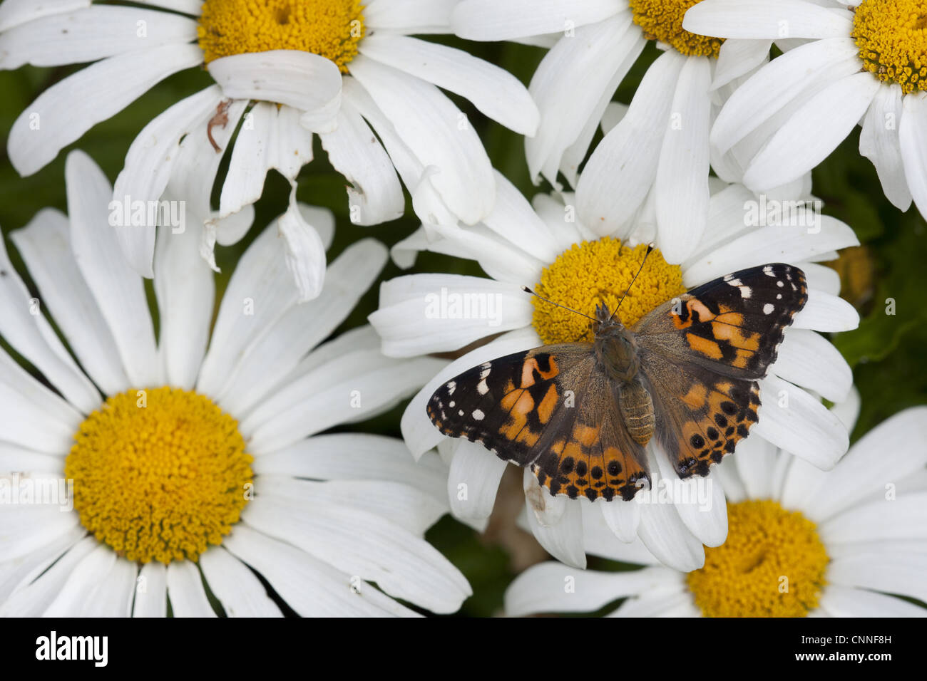 Lady daisy hi-res stock photography and images - Alamy