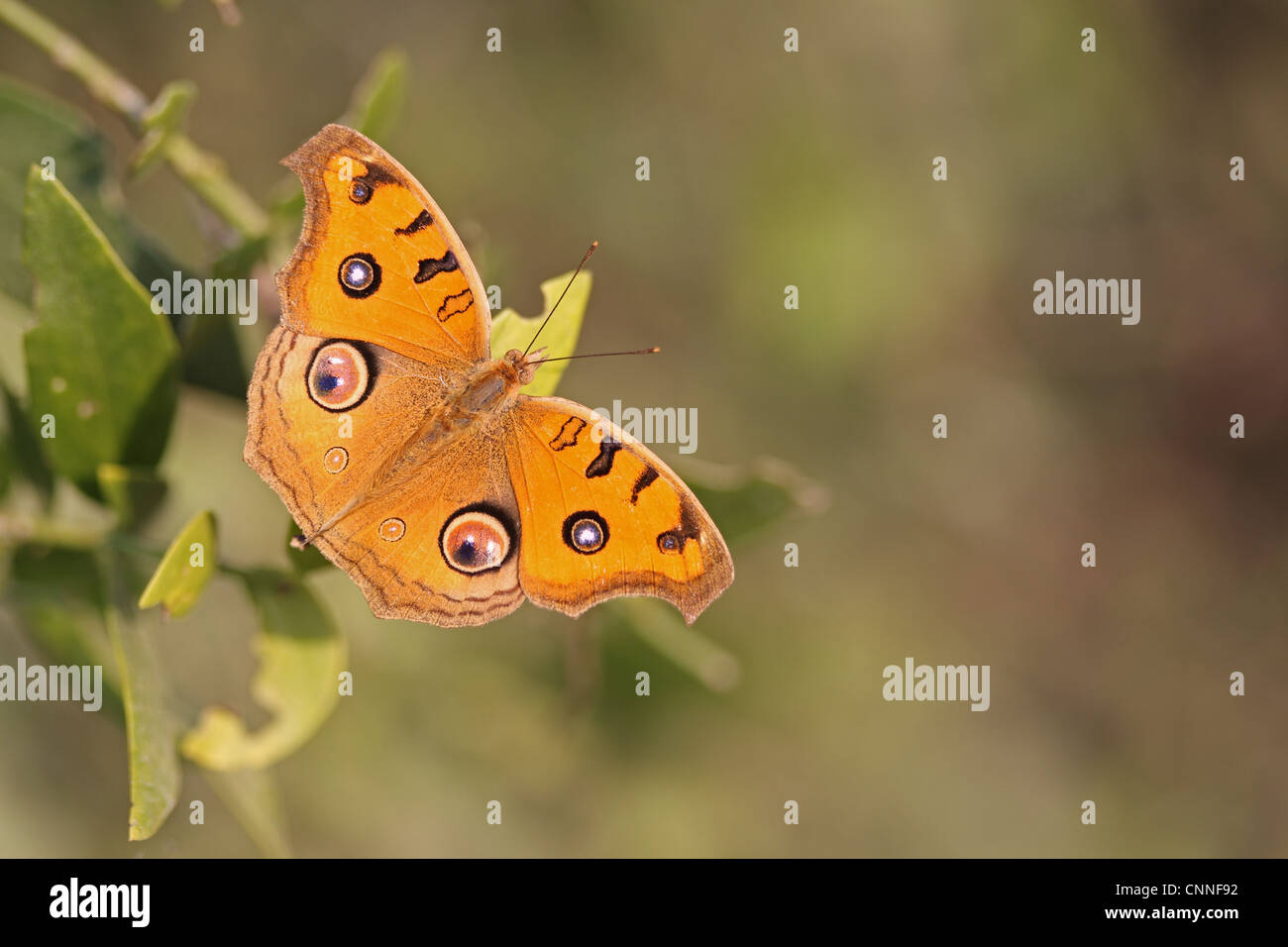 Peacock Pansy (Junonia almana) adult, resting on leaves, India ...