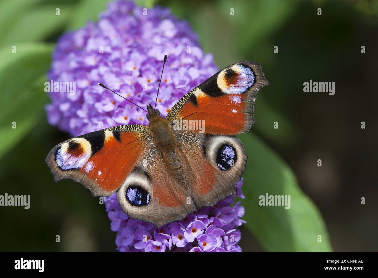 Buddleia Sp High Resolution Stock Photography and Images - Alamy