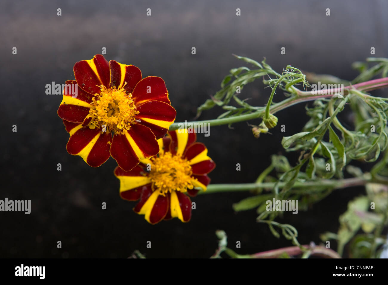 Marigold Jolly Jester Stock Photo - Alamy