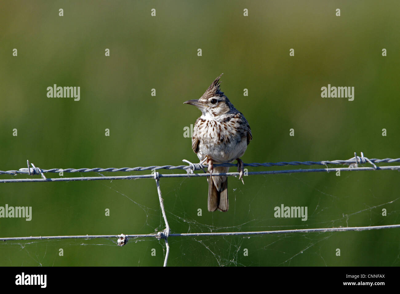 Thekla Lark on wire fence Southern Spain Stock Photo - Alamy
