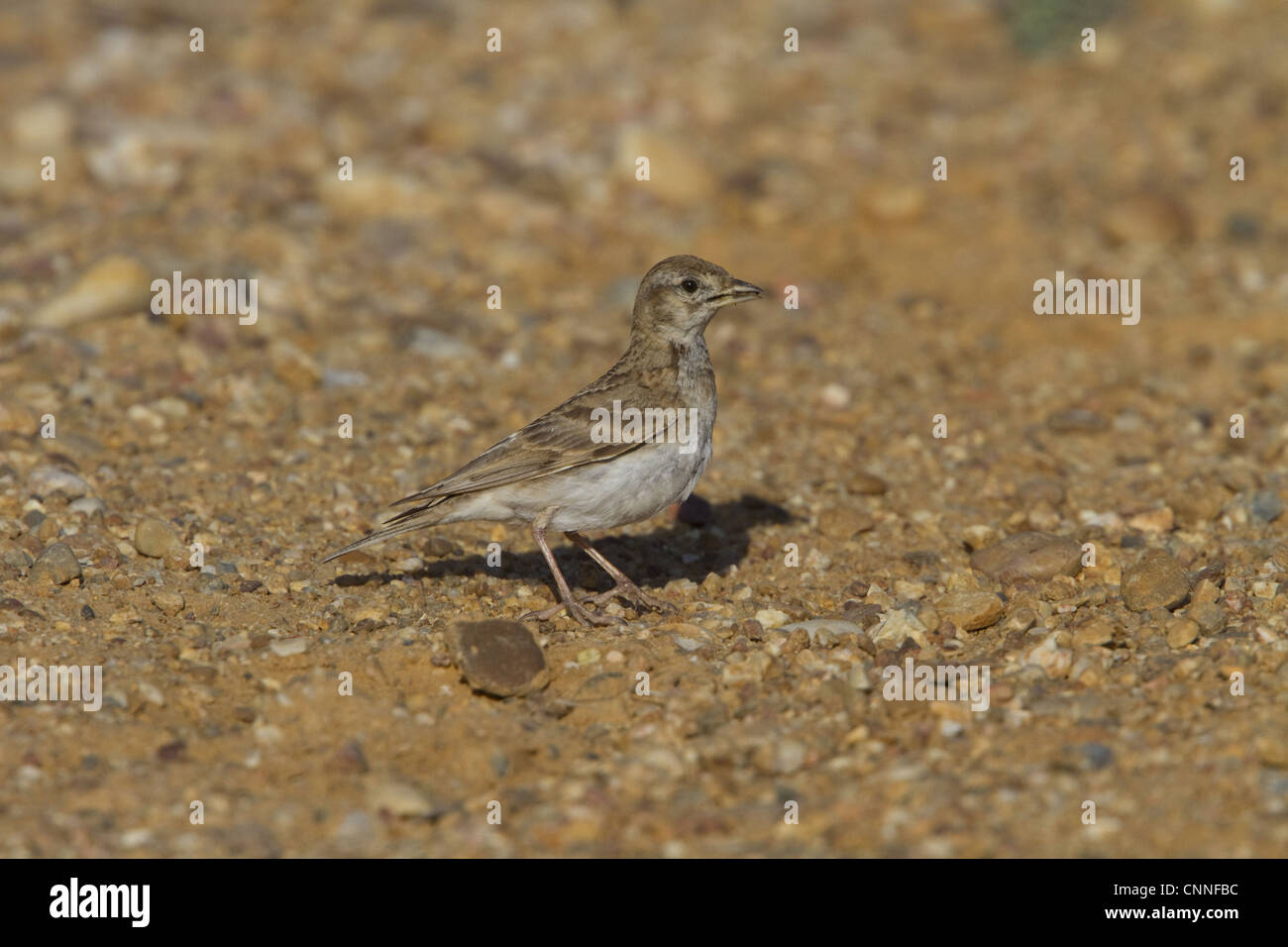 Short toed Lark - Coto Donana, Spain Stock Photo - Alamy