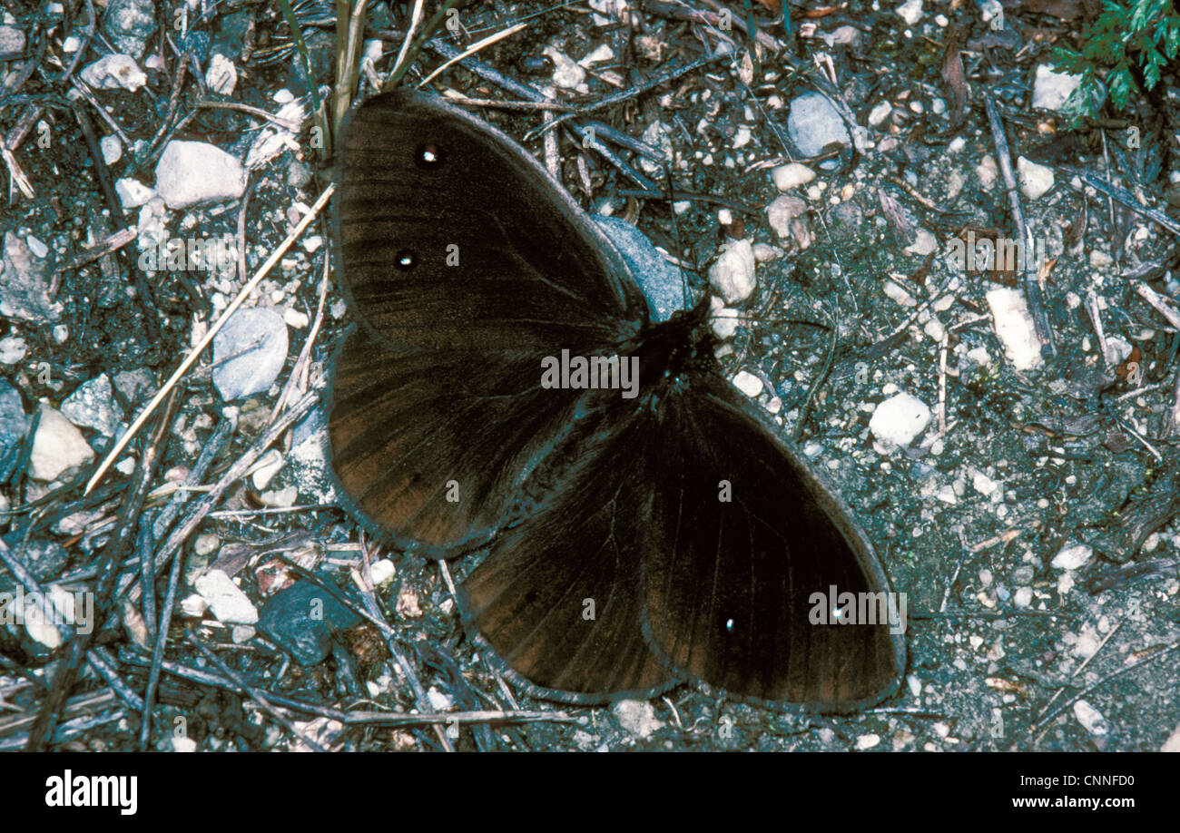 Male satyrus hi-res stock photography and images - Alamy