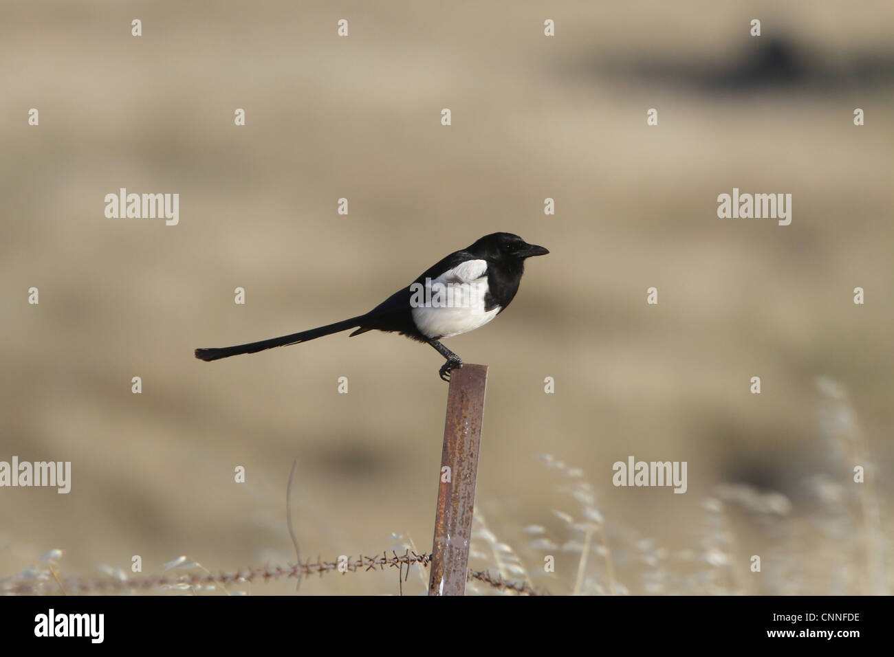 Common Magpie on wire fence Stock Photo - Alamy