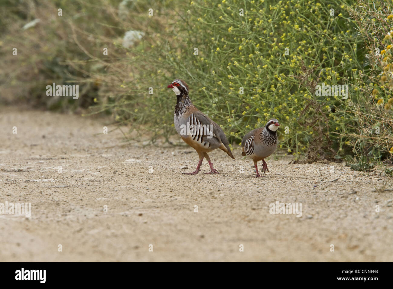 Female red legged partridge hi-res stock photography and images - Alamy