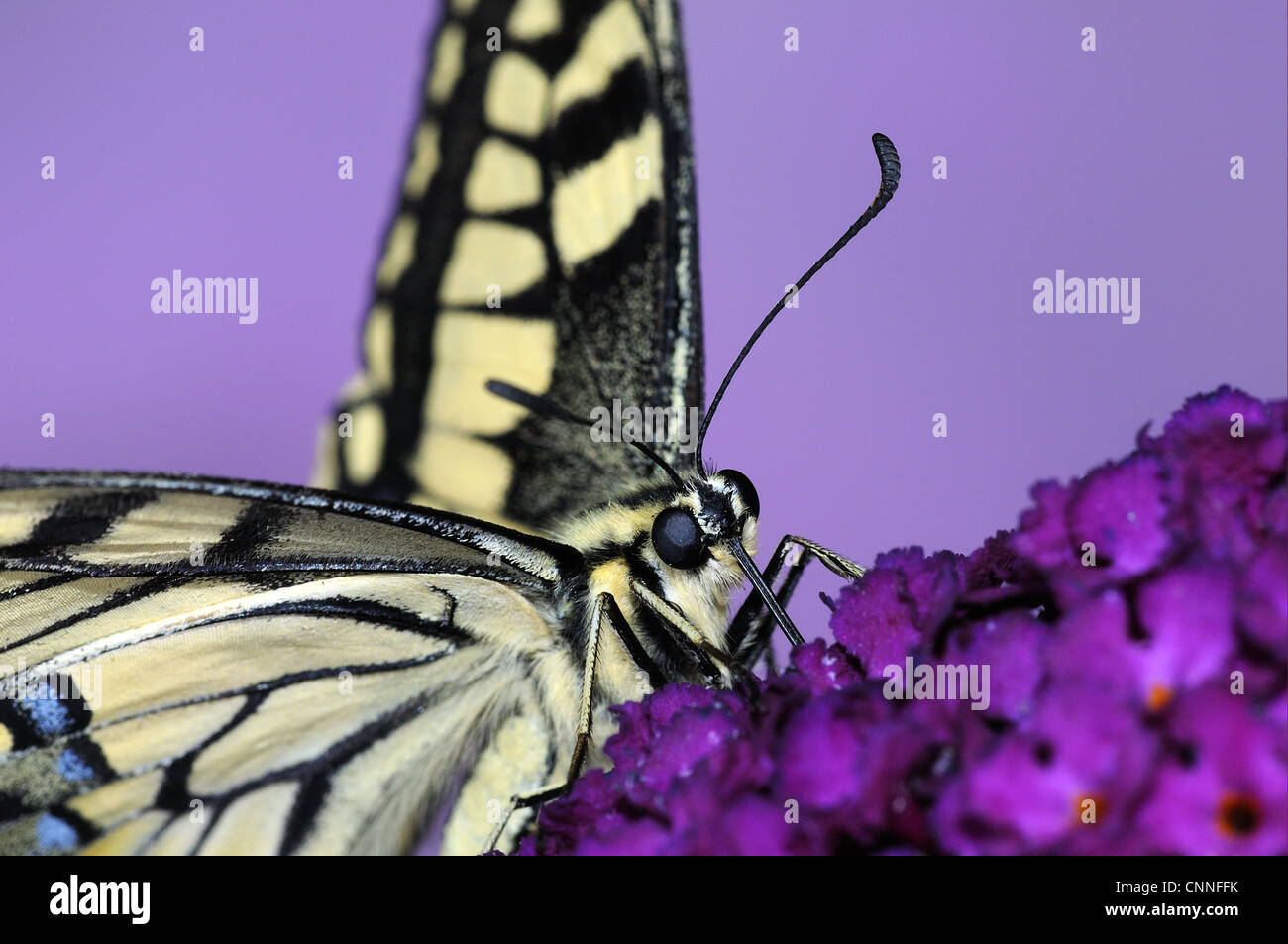 Common Swallowtail (Papilio machaon) adult, feeding on Buddleia ...